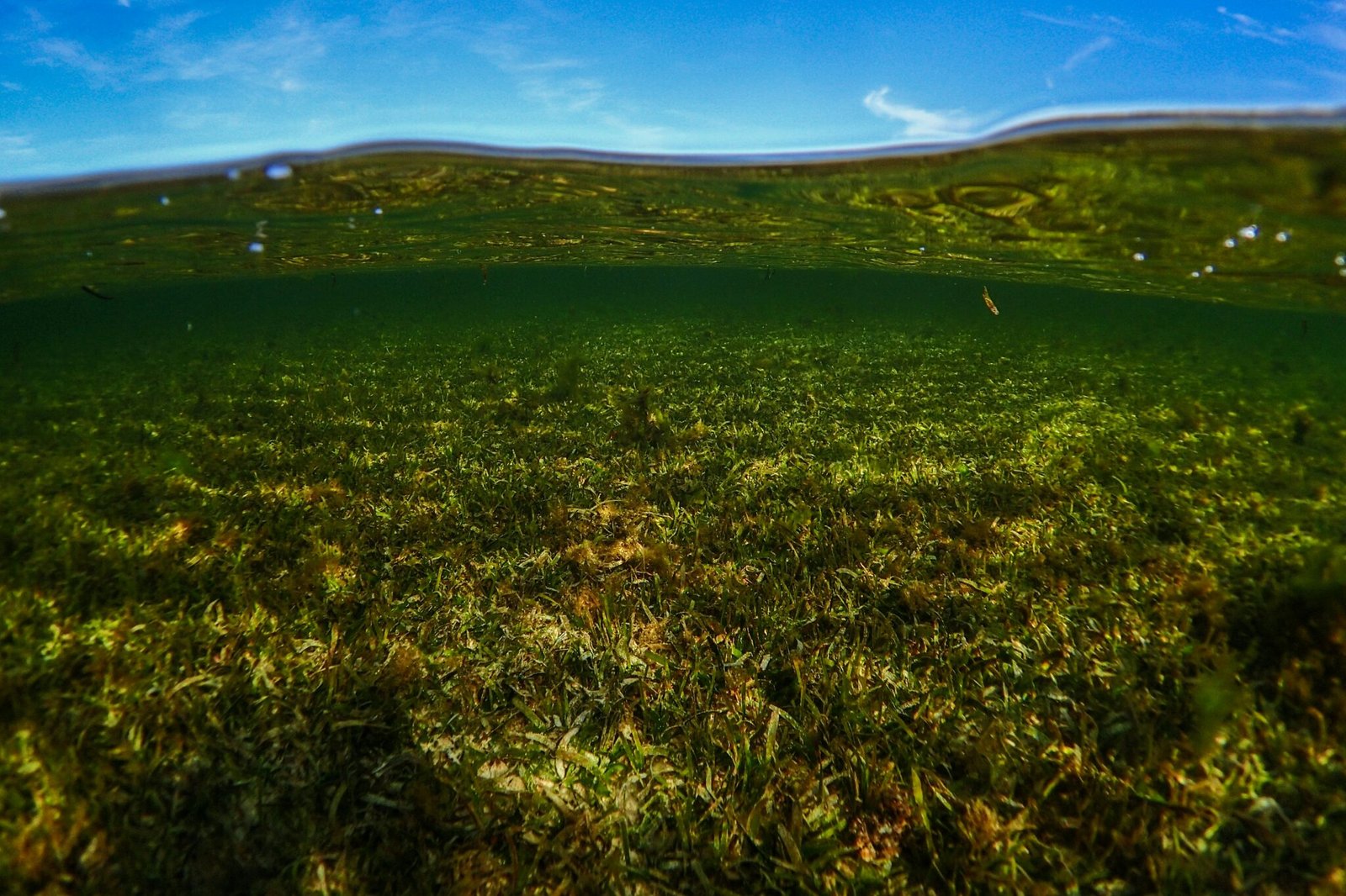 The Importance of Conservation and Wildlife Sanctuary
