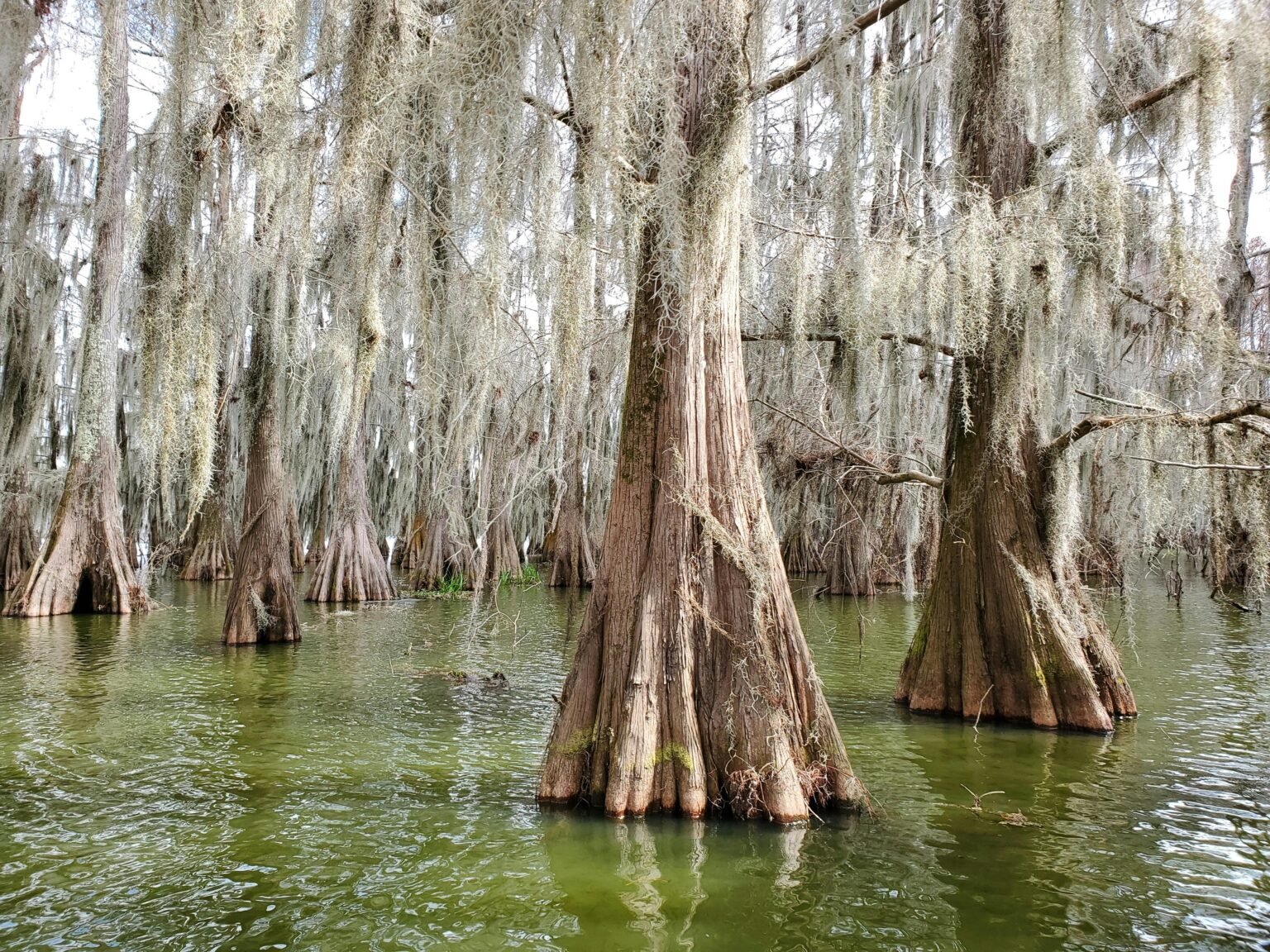 Everglades Mangrove Trees: Florida’s Unique Coastal Ecosystem